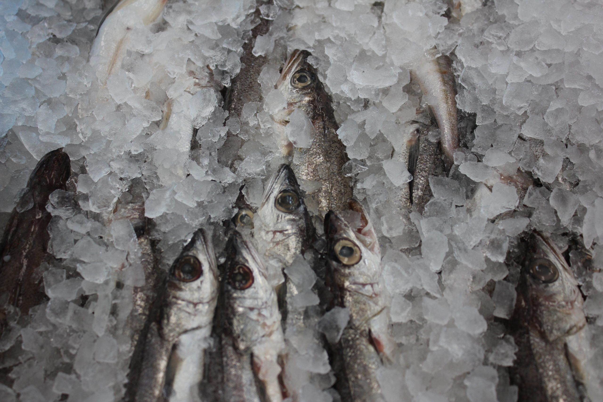 New Victoria Fish | Best Smoked Salmon & Fish Market in Montreal