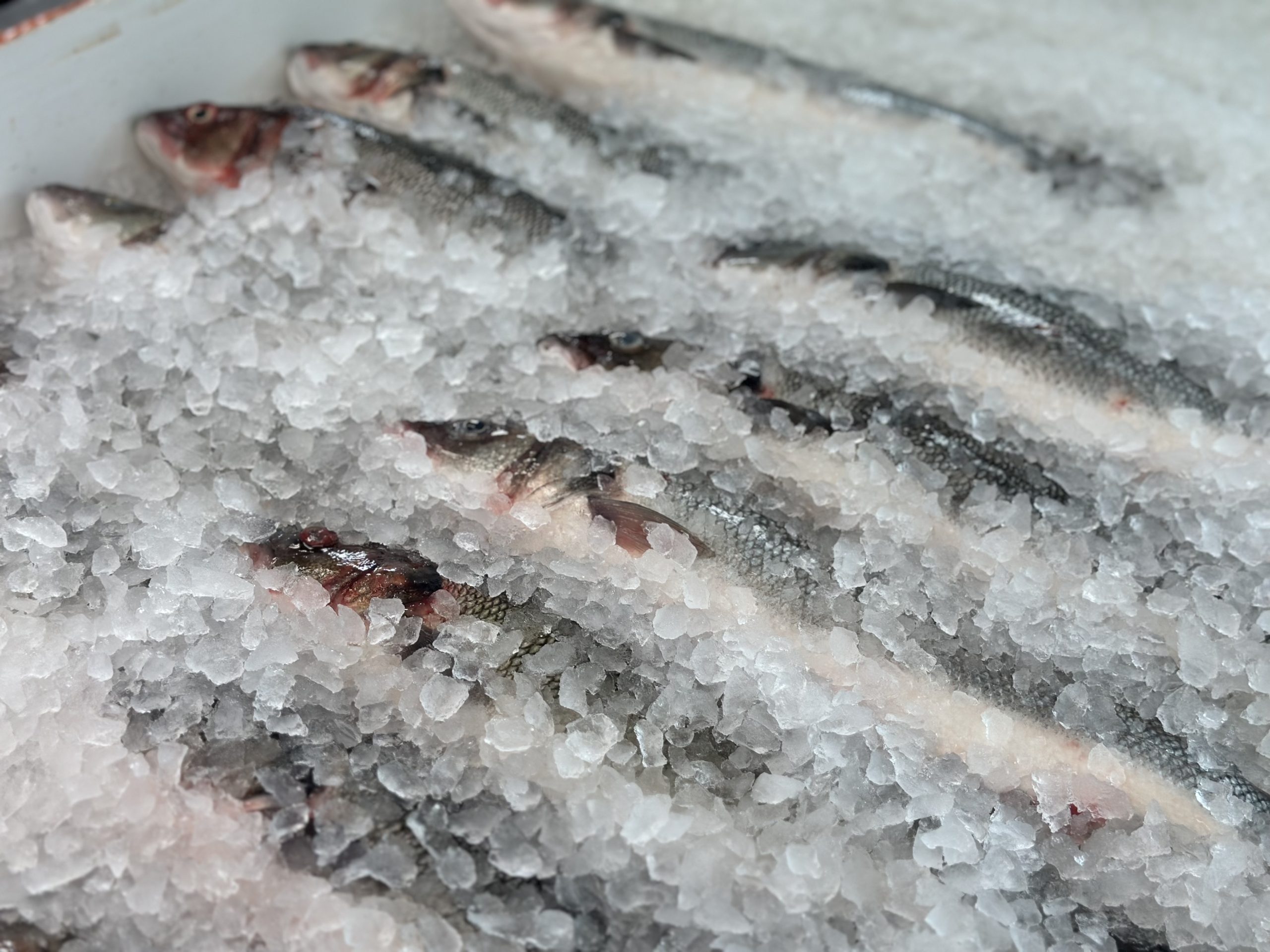 New Victoria Fish | Best Smoked Salmon & Fish Market in Montreal