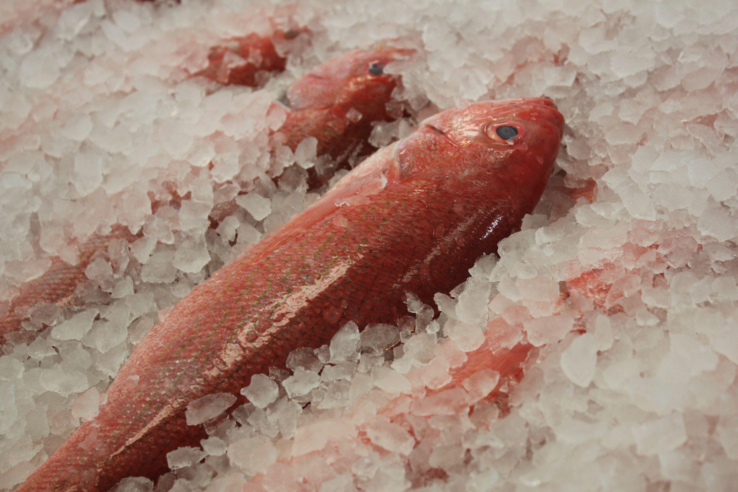 New Victoria Fish | Best Smoked Salmon & Fish Market in Montreal